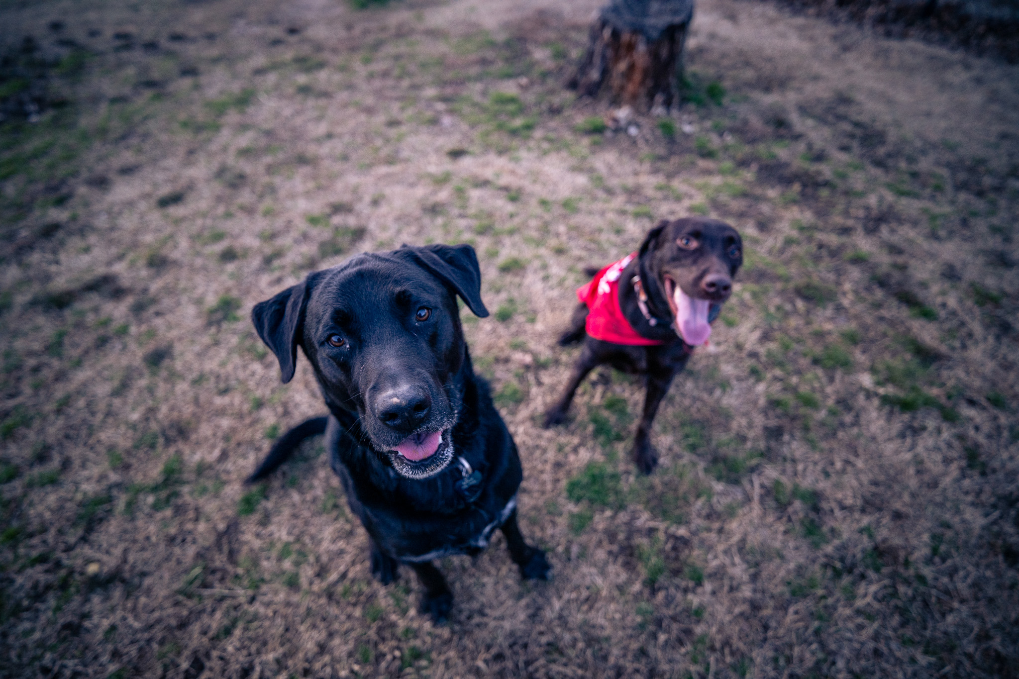 The Multiple Benefits of MOJO for Dogs and Cats - Mojo Joint - Horse ...